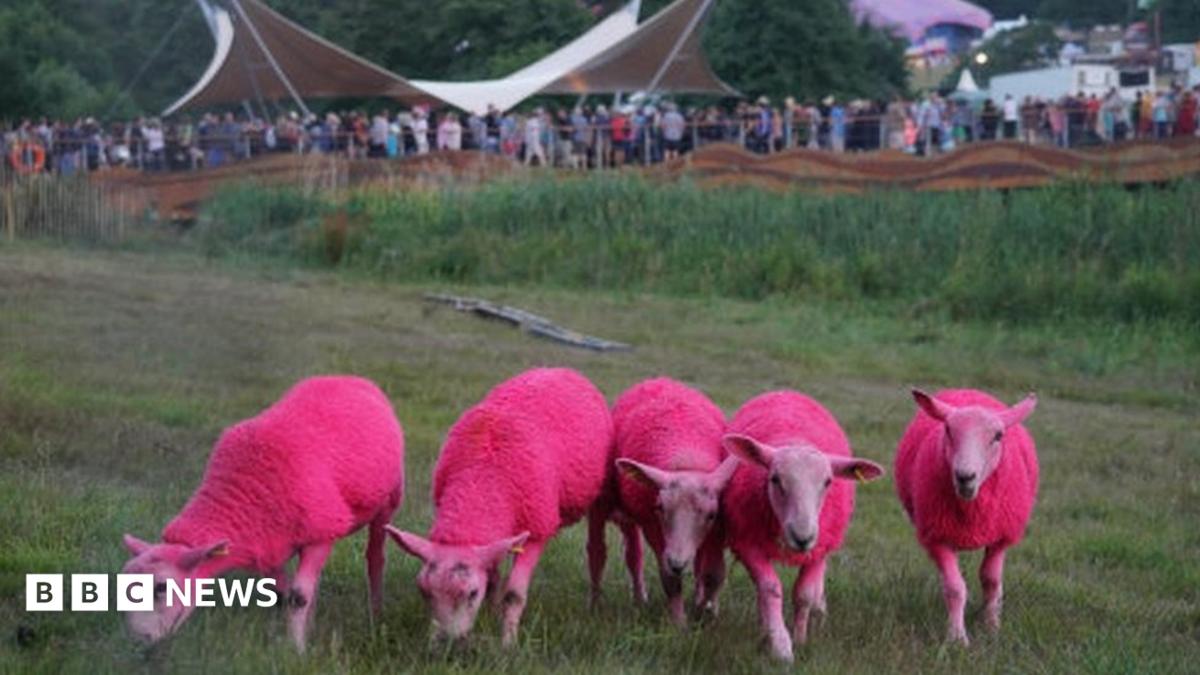 Latitude Festival: RSPCA critical of pink sheep tradition as pressure ...