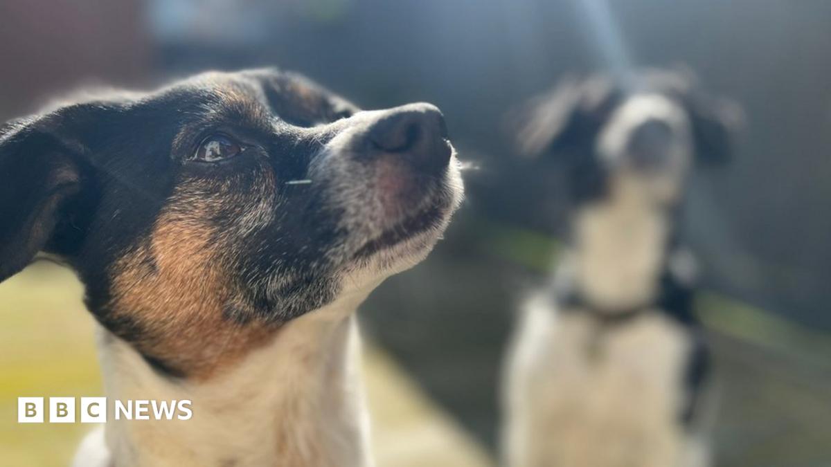 Four out of five dogs stolen in Kent are not found again - BBC News
