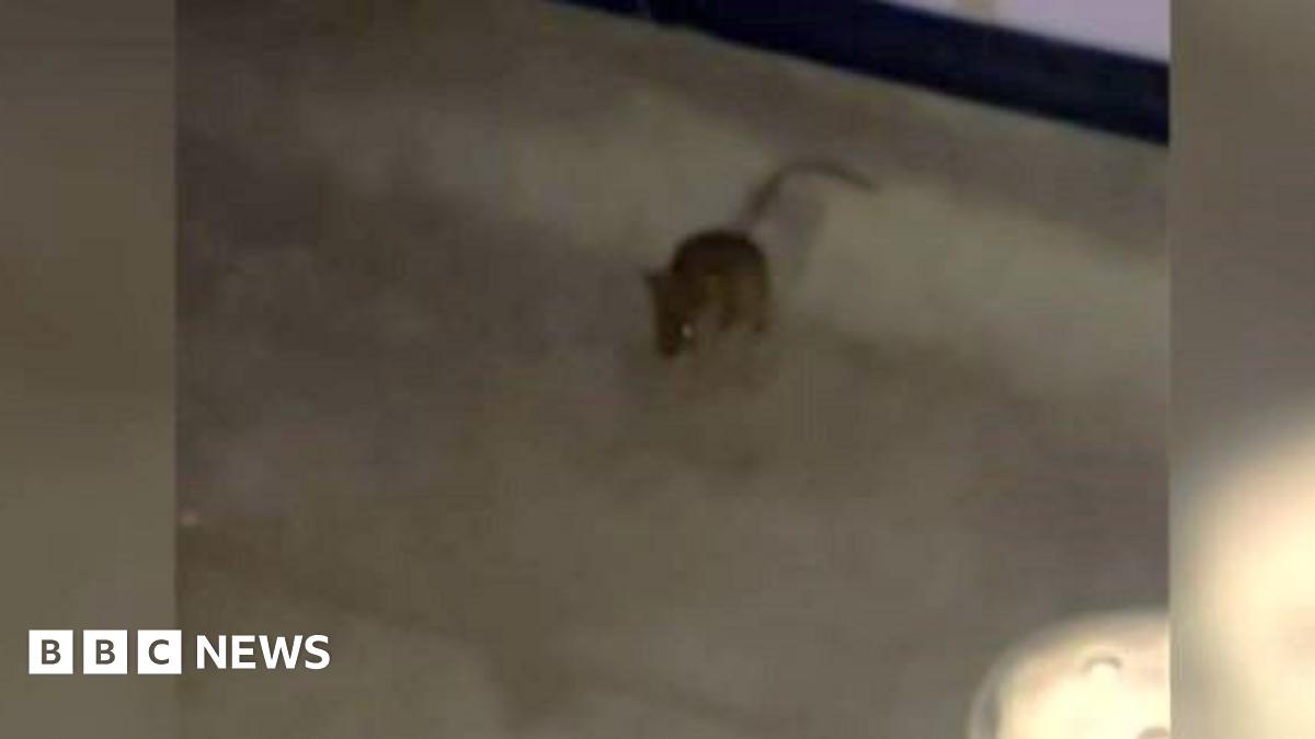 Walsall Manor Hospital patient says mice are everywhere on ward - BBC News