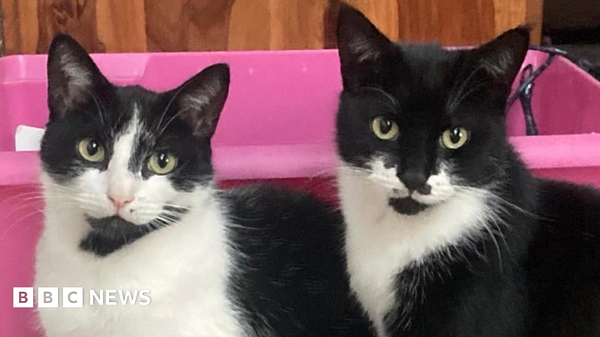 Cat steals hundreds of pounds of items from neighbours - BBC News