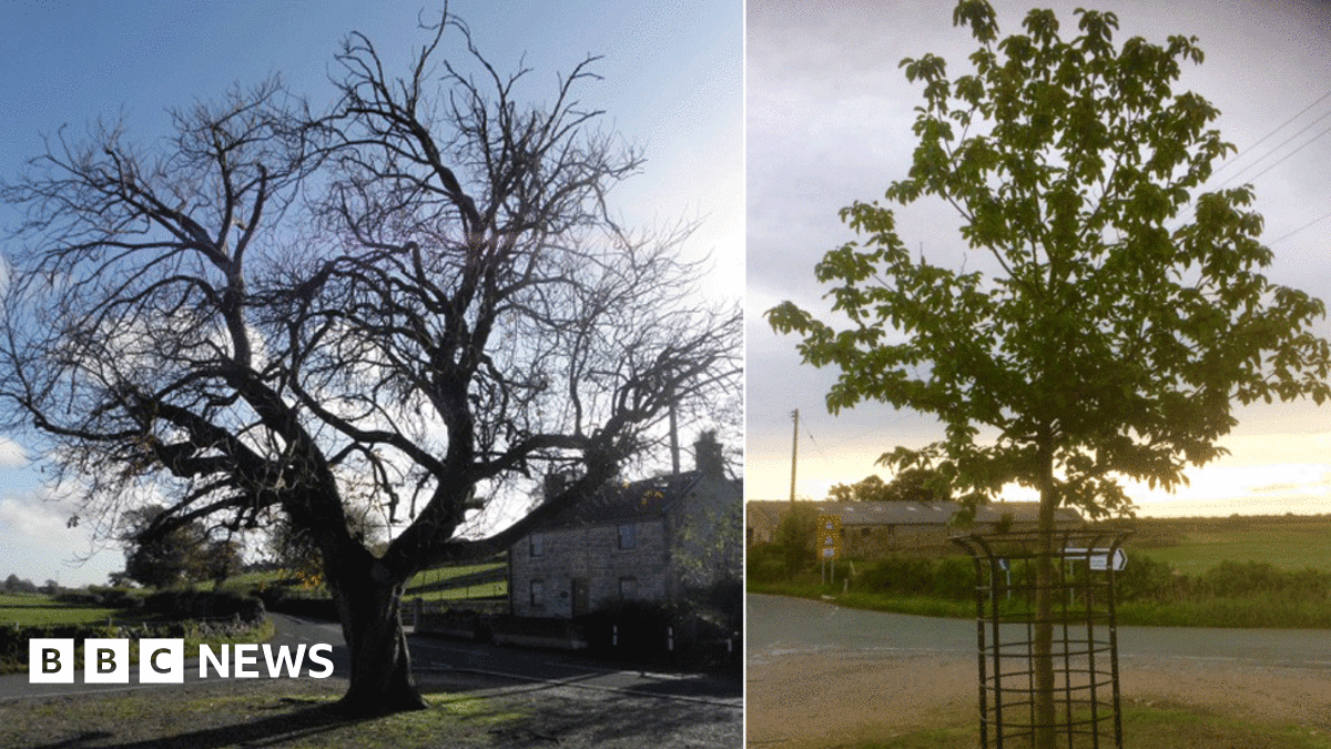 Lord Mostyn's 1877 'coming of age' ceremony remembered - BBC News