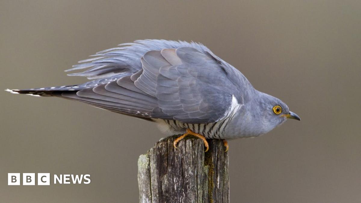 Cuckoos count cost of shortcut home, say scientists - BBC News