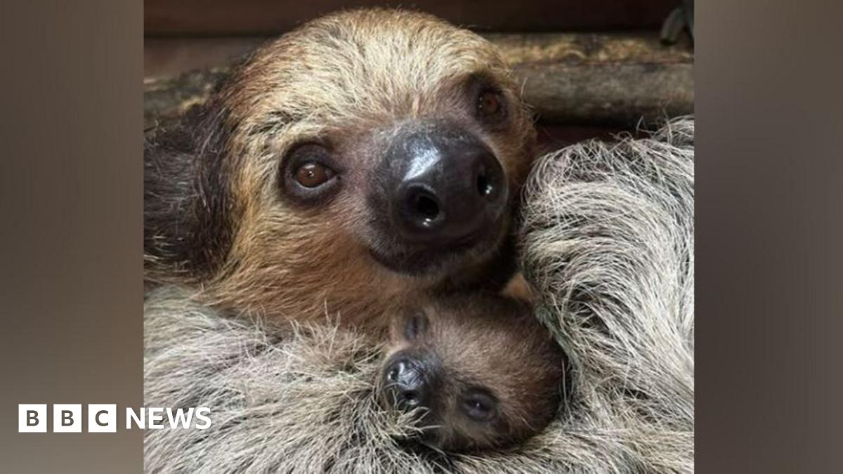 Jude the Dudley sloth lays down law in call for Bellingham and England ...