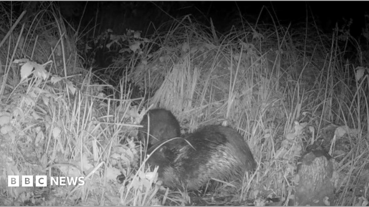 Baby beaver is first born in Shropshire for 400 years - BBC News
