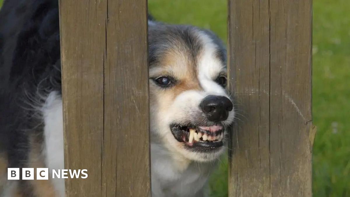 Dog control measures under review by Dover council - BBC News