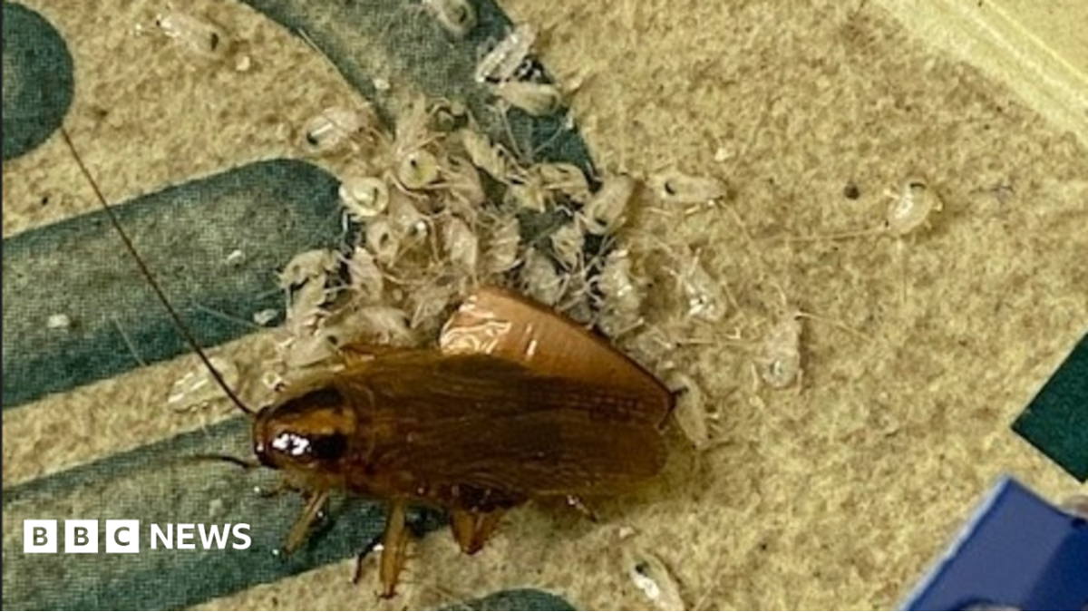Wolverhampton restaurant fined for cockroach infestation - BBC News