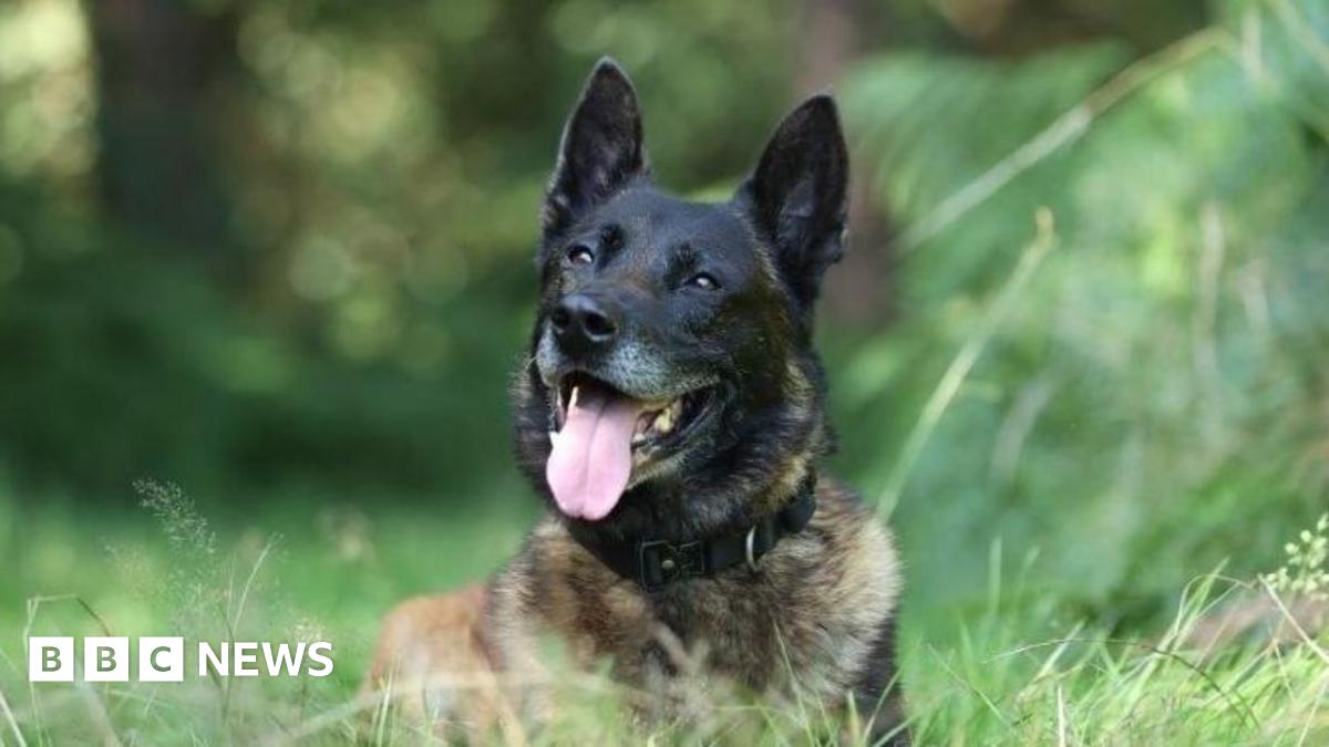 'Dedicated' long-serving Nottinghamshire Police dog retires - BBC News