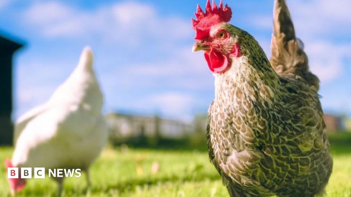 Chickens culled as bird flu found at second Lancashire farm - BBC News