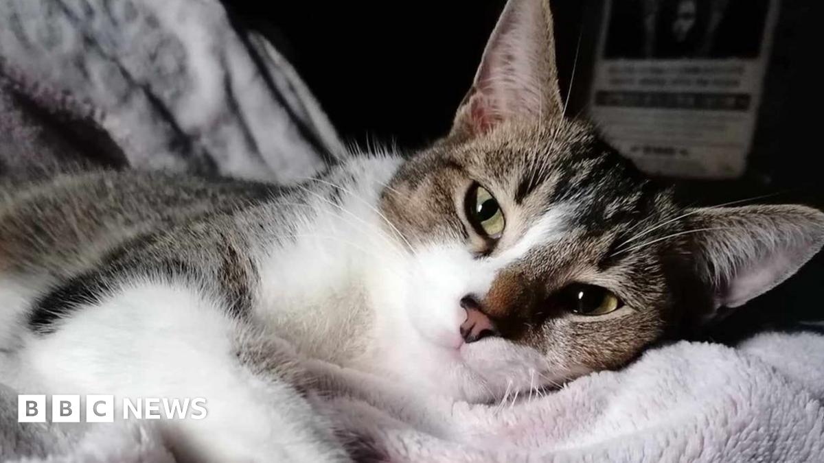 Stevenage cat burglar Tofu on a tidy-up mission, says his owner - BBC News
