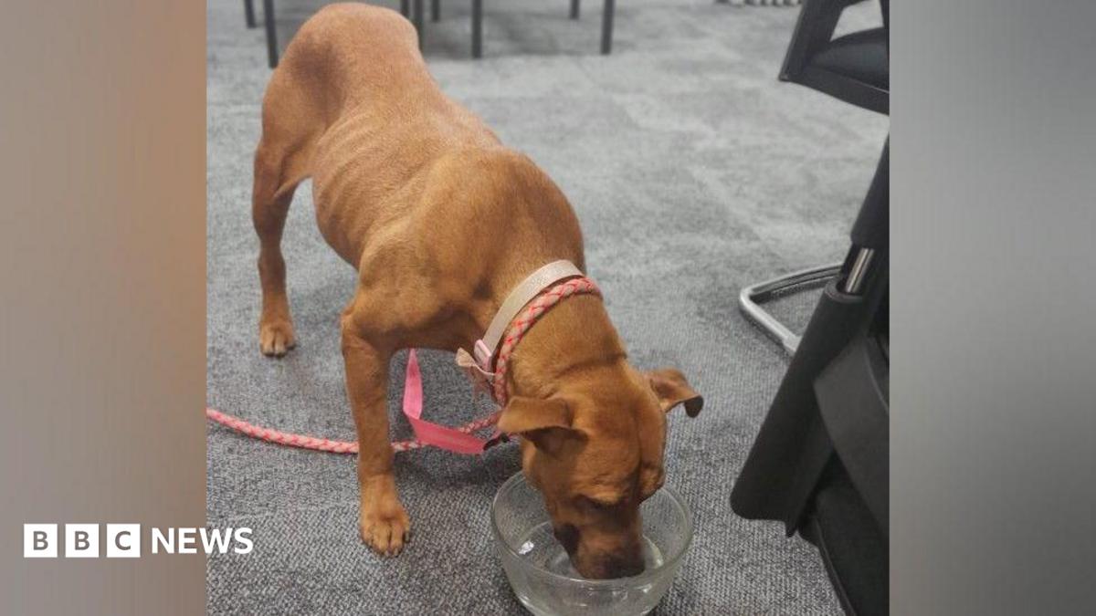 Malnourished dog left tied up in Wolverhampton in the cold rescued ...