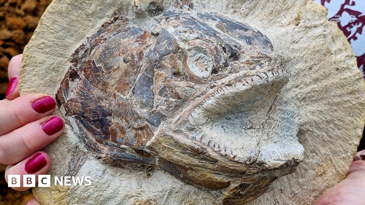 Eye-popping fossil fish found in cattle field - BBC News