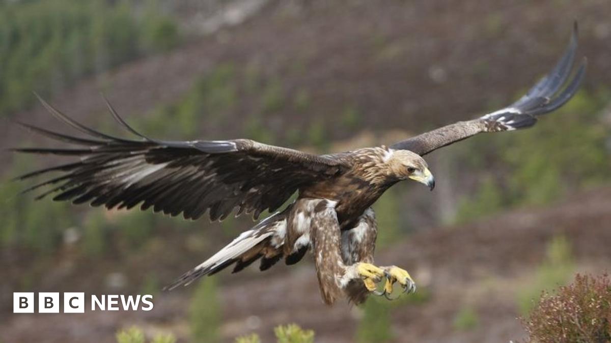 The highs and lows of the South of Scotland Golden Eagle Project - BBC News