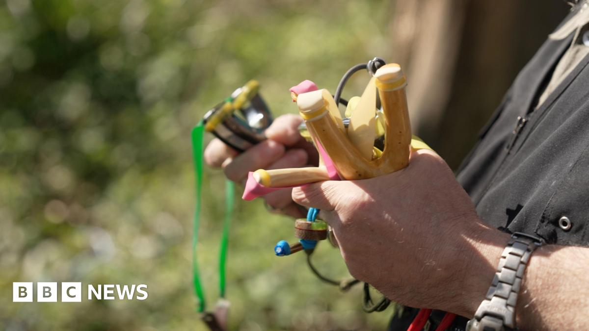 Anti-catapult rules proposed in Surrey over wildlife attacks - BBC News
