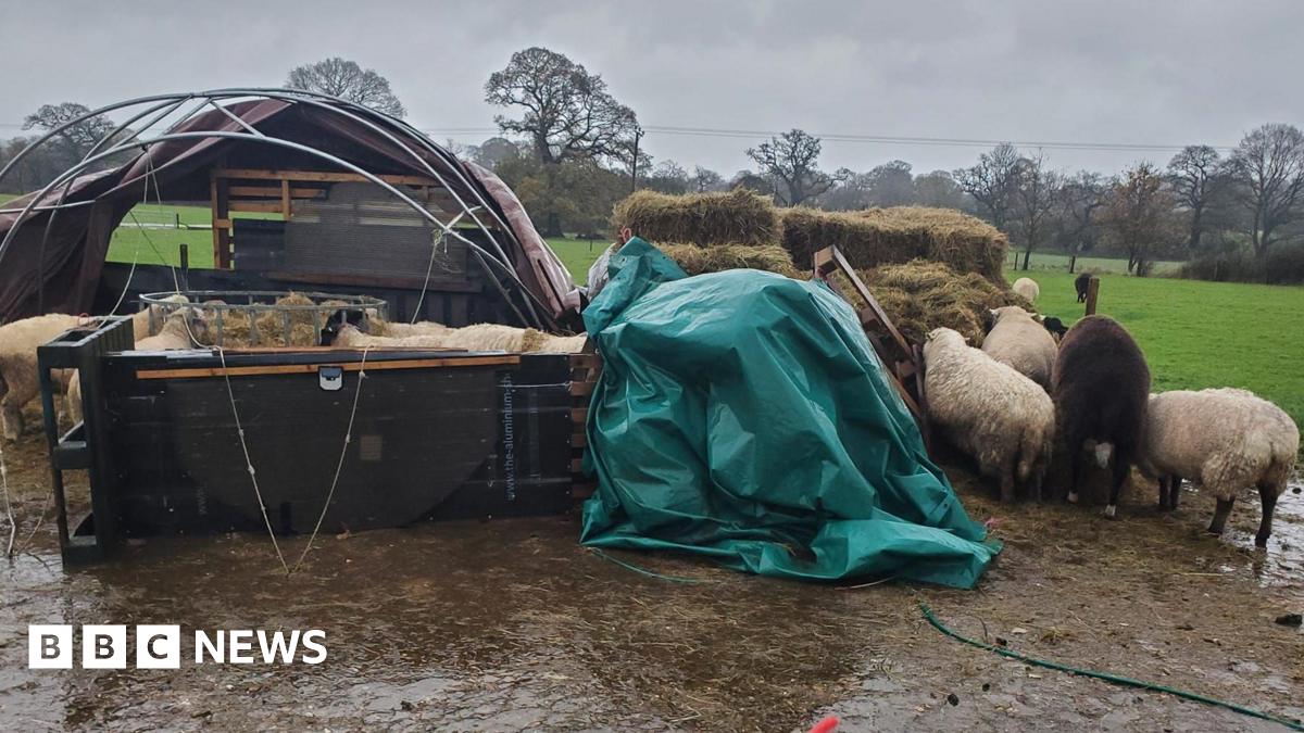 Sheep sanctuary - BBC News