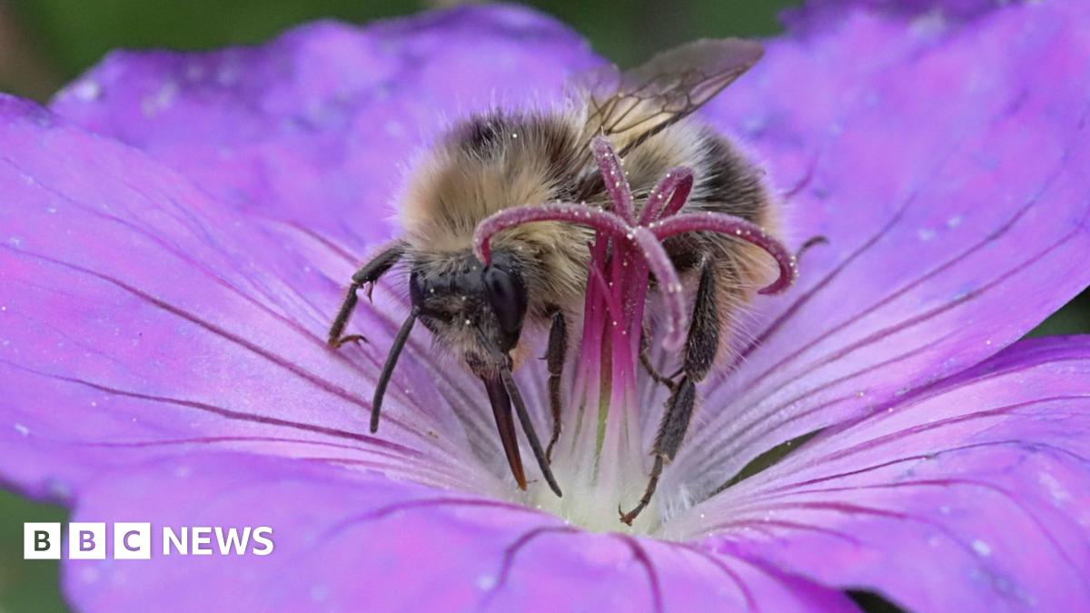 Rare bee sighting in Kent is a 'conservation success story' - BBC News