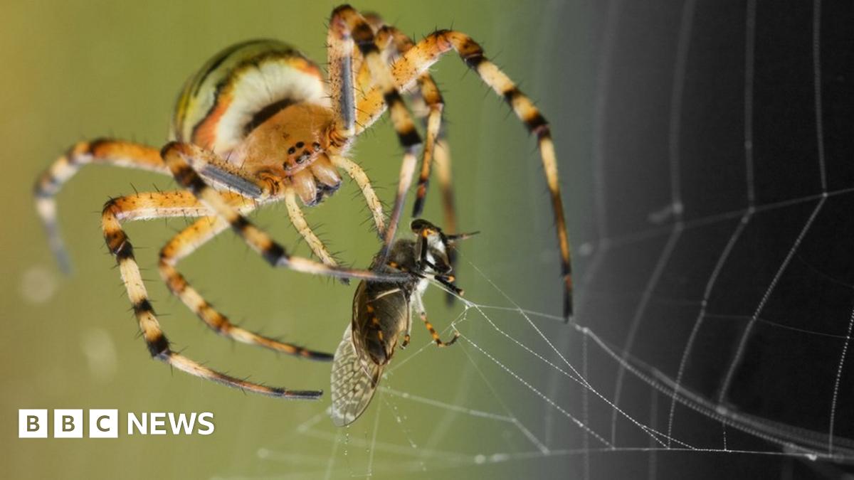 Spiders inspire double-sided sticky tape to heal wounds - BBC News