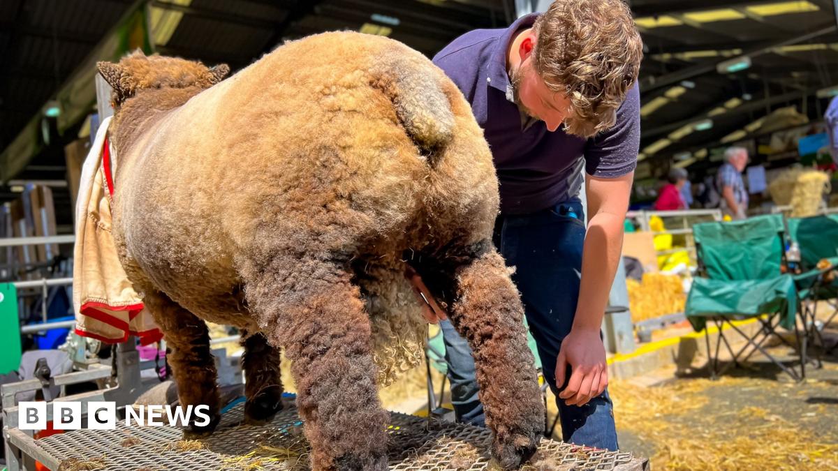 Royal Welsh Show: Showcasing the best of Wales' livestock - BBC News
