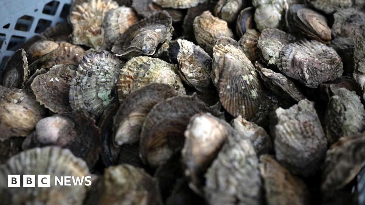 Oysters in the Thames? Mayor plans to restore city's waterways - BBC News