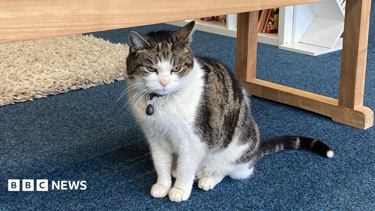 Atherstone school cat who helps pupils up for award - BBC News