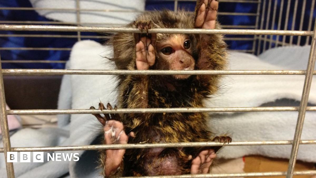 Dorset's Monkey World plea on primate trade law change - BBC News