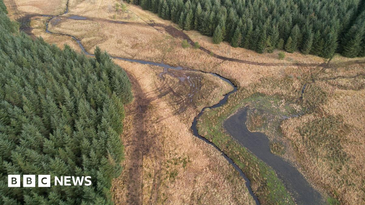 River Tyne tributary reconnected to Haltwhistle floodplain - BBC News