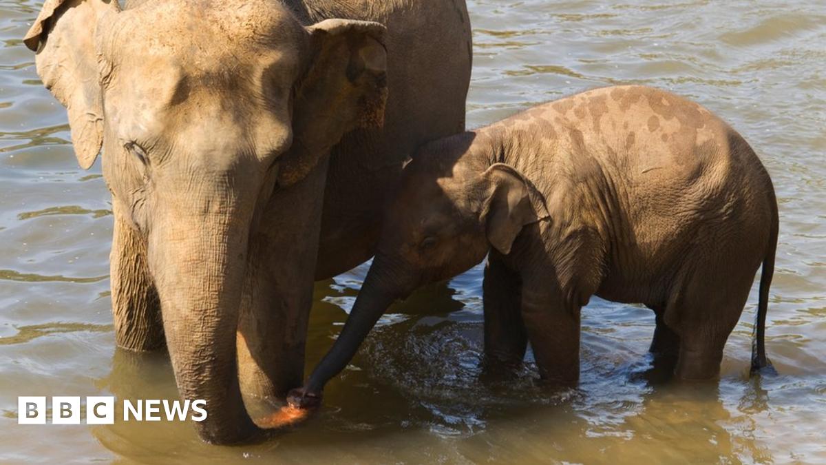 Thai elephant deaths: Do elephants risk their lives to save each other ...