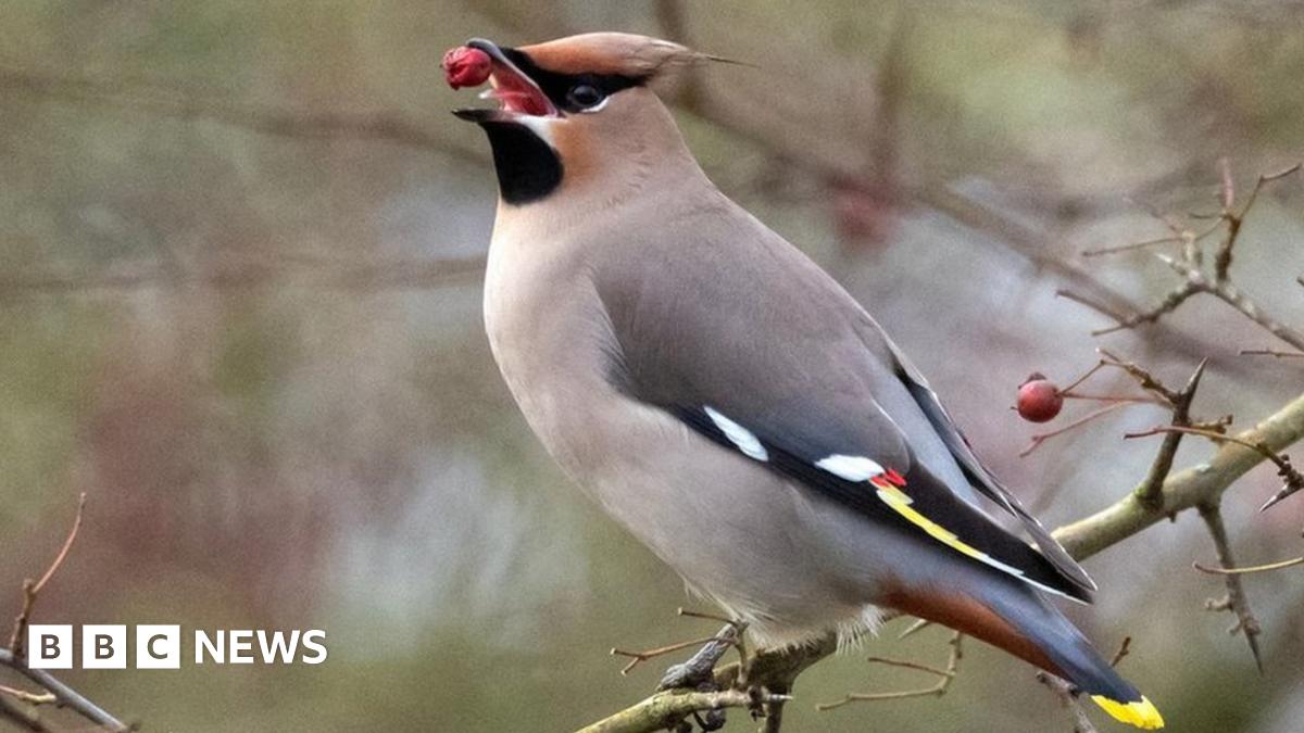 Hassop: Hundreds of 'exquisite' waxwings in the Peak District - BBC News