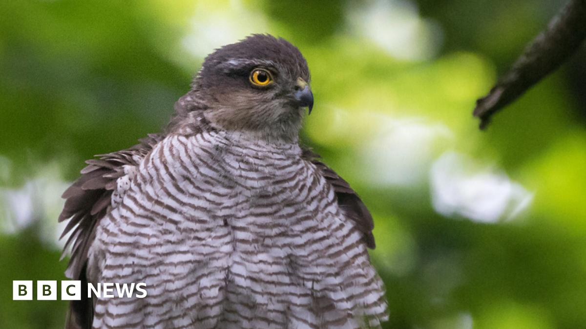 Gamekeeper pleaded guilty to dumping goshawks in Suffolk forest - BBC News