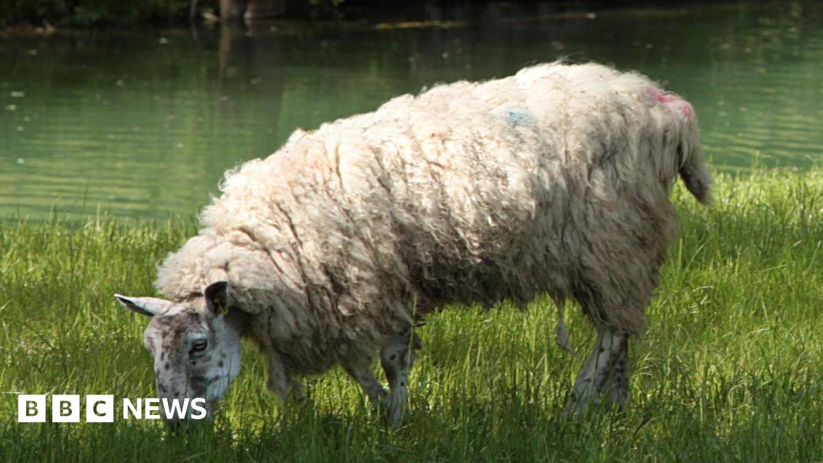 Decapitated sheep found in Tunstall Forest in Suffolk - BBC News