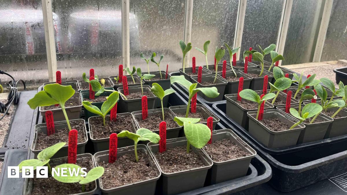 'Sowing seeds in line with full moon gives us better yields' - BBC News