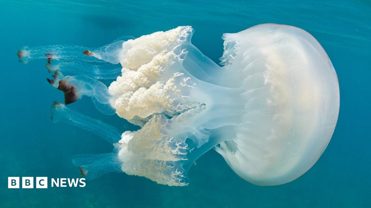 Boom in unusual jellyfish spotted in UK waters - BBC News