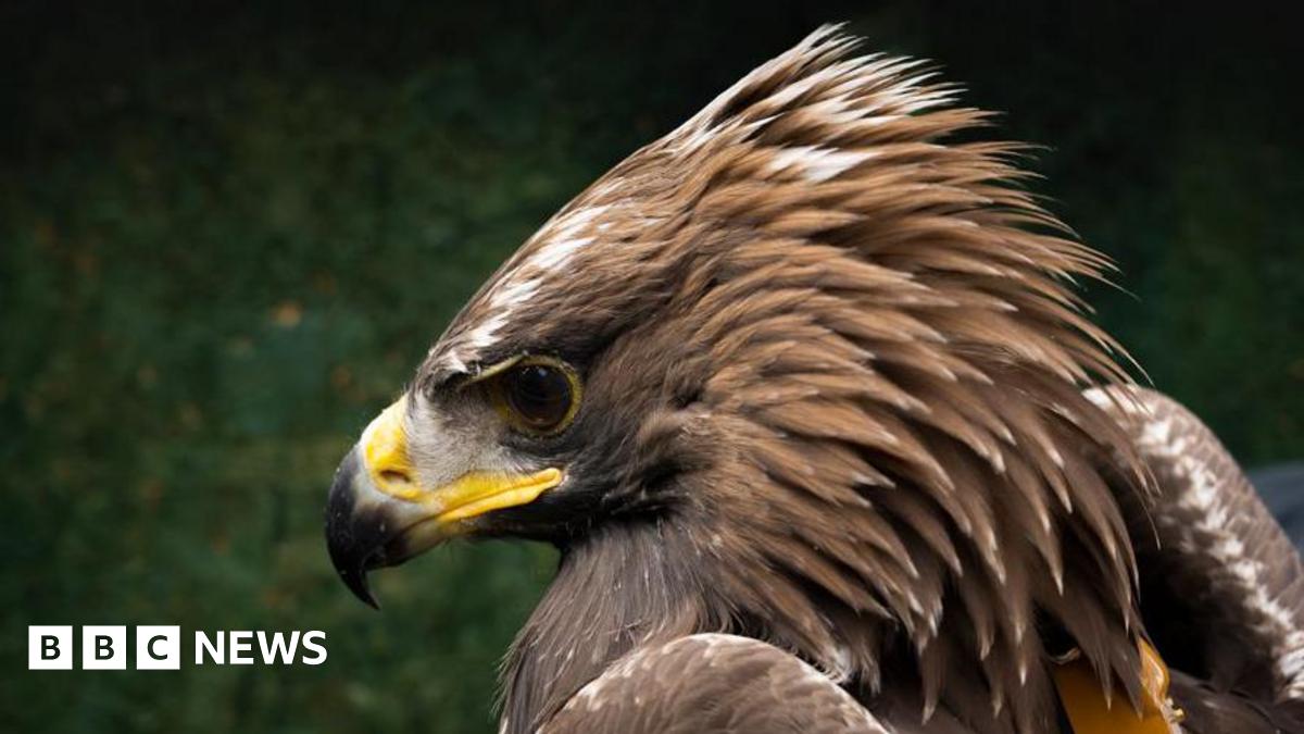 Golden eagle population still rising in south Scotland - BBC News