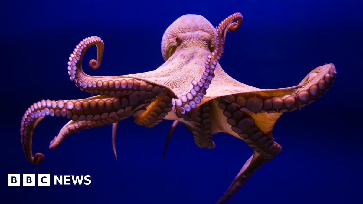Octopus 'off menu' at Oxford University's Somerville College - BBC News