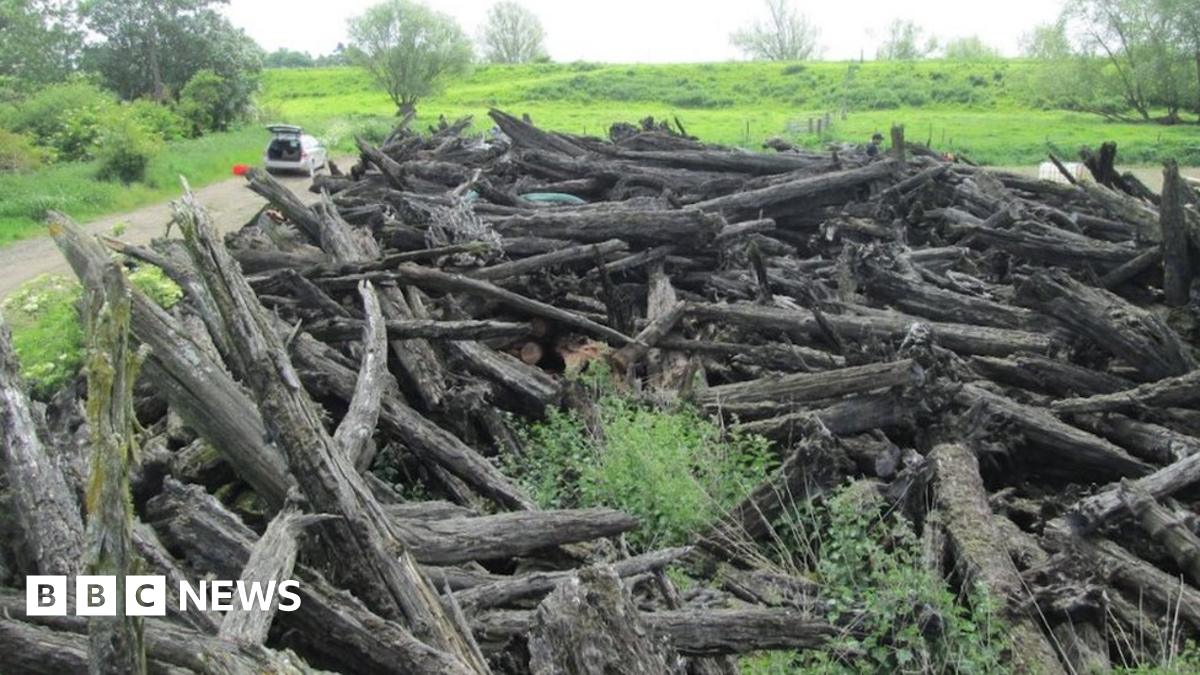 Buried ancient Fenland yew trees offer climate change insight - BBC News