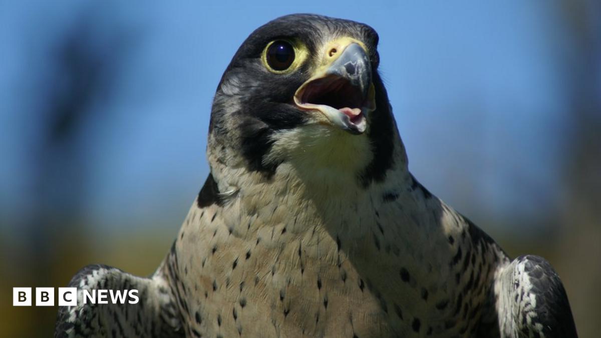 Police using drones to protect birds of prey - BBC News