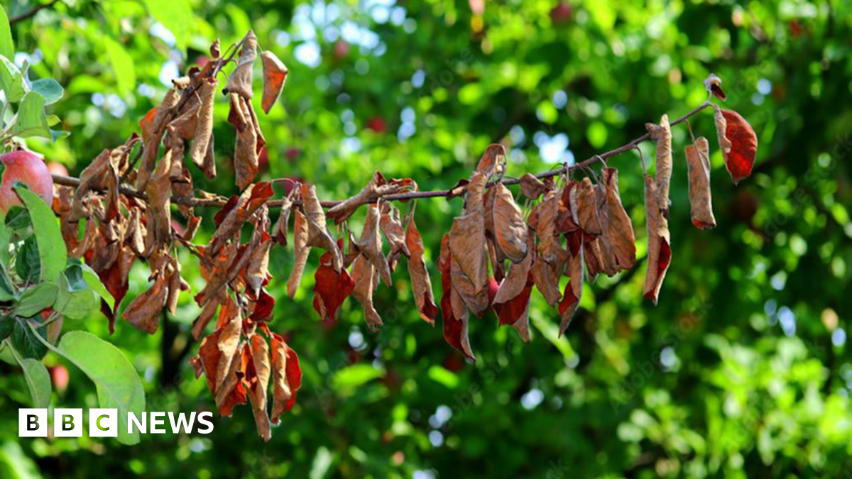 Fireblight fruit tree disease established in Jersey - government - BBC News