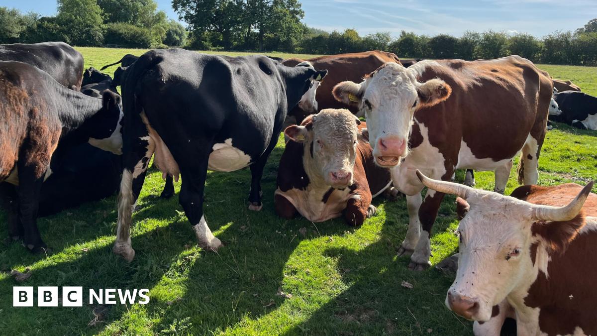 Farmwatch: Farming can be the "best job in the world" - BBC News
