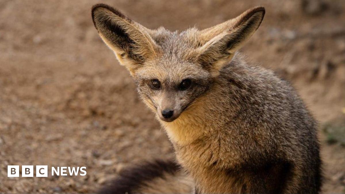 Chester Zoo sees return of rare bat-eared foxes after 30 years - BBC News