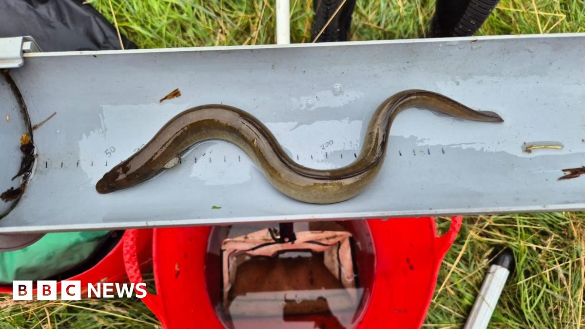 Bid to boost Cumbria's endangered eel population - BBC News