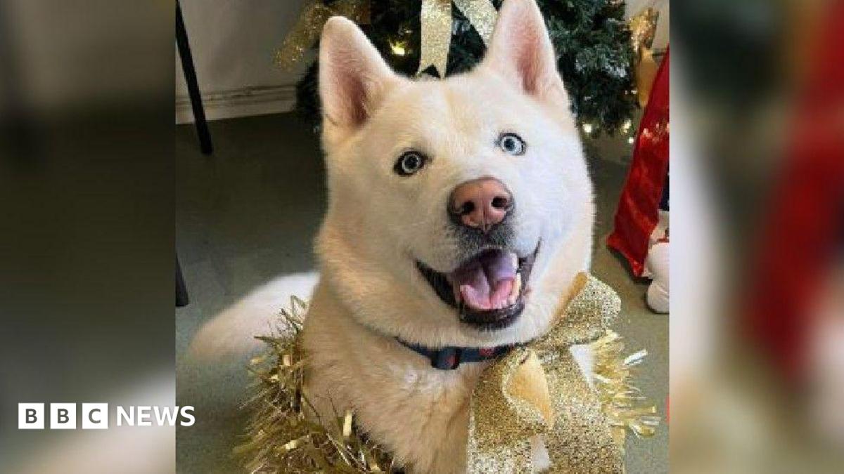 Dog finds new home for Christmas after years in shelter - BBC News