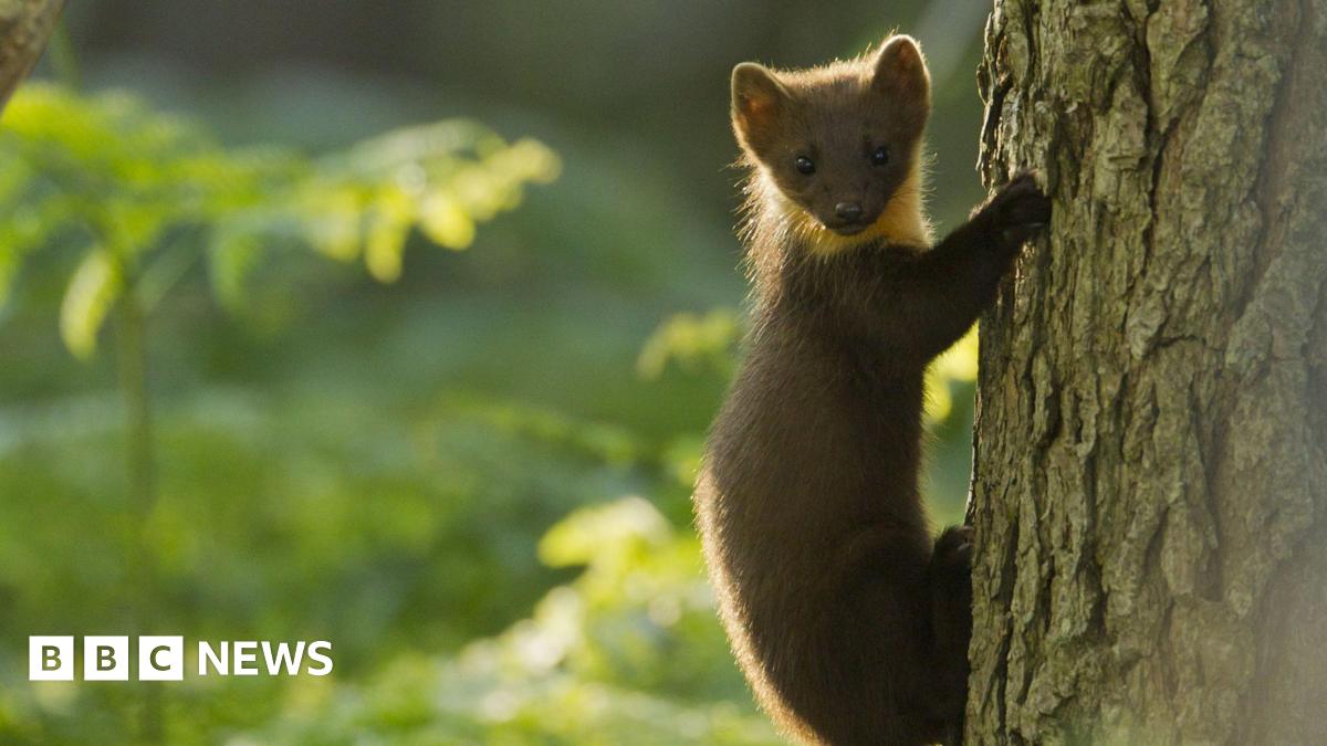 Pine martens released into Lake District woodland - BBC News