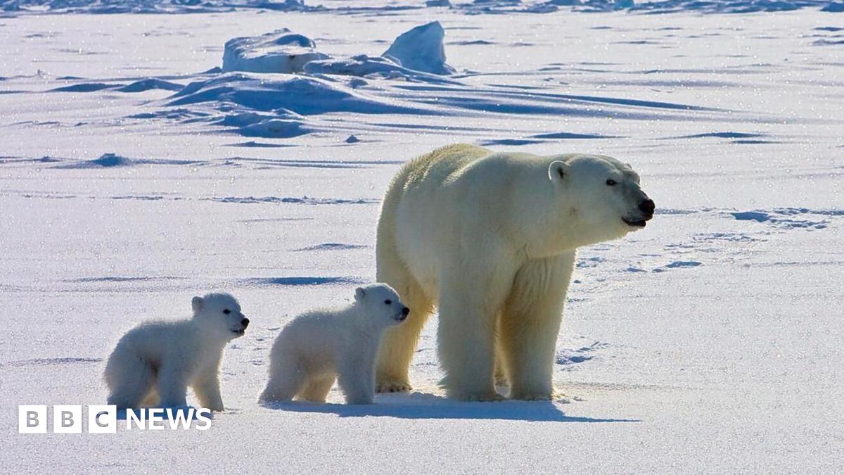 Polar bears face higher risk of disease in a warming Arctic - BBC News
