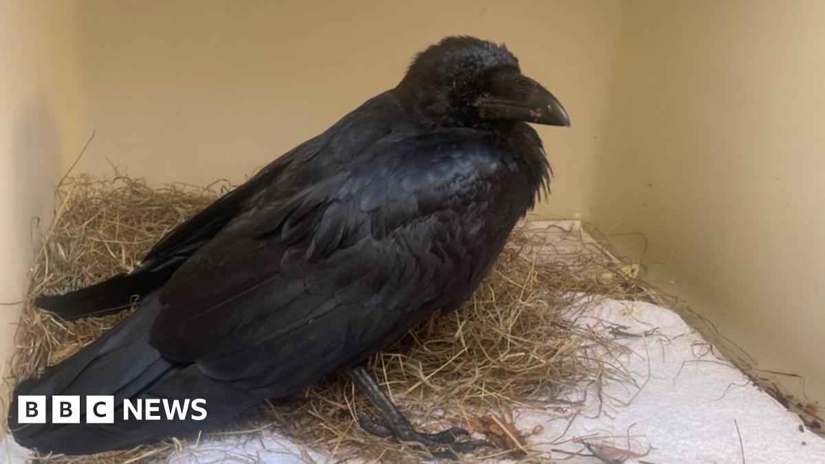 First raven rescued for 10 years, GSPCA says - BBC News
