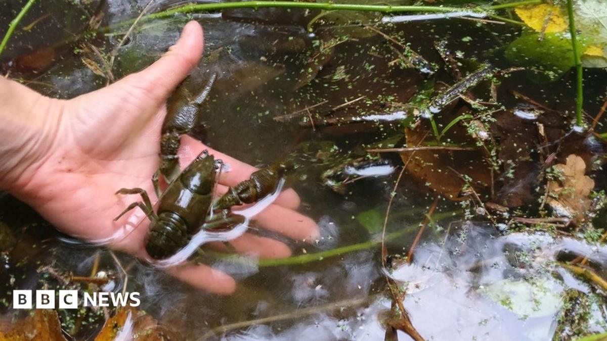 Endangered white-clawed crayfish released at secret Bristol location ...
