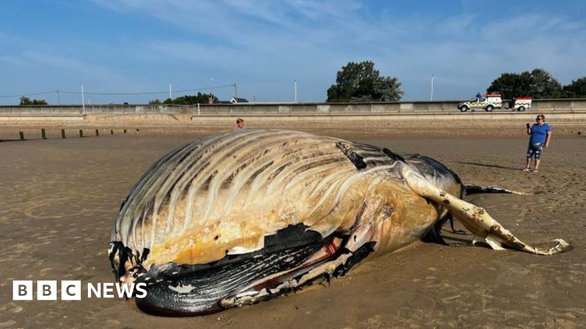 Littlestone: Warning to stay away from dead whale on beach - BBC News