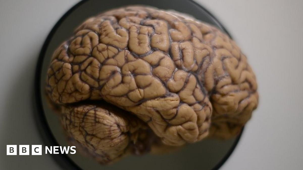 Rules of memory 'beautifully' rewritten - BBC News