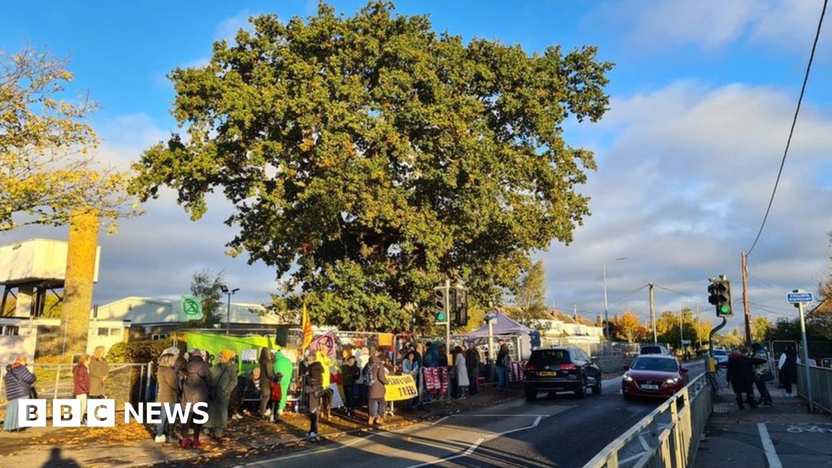 Rochford protest: Mark Francois MP urges developer to ditch tree ...
