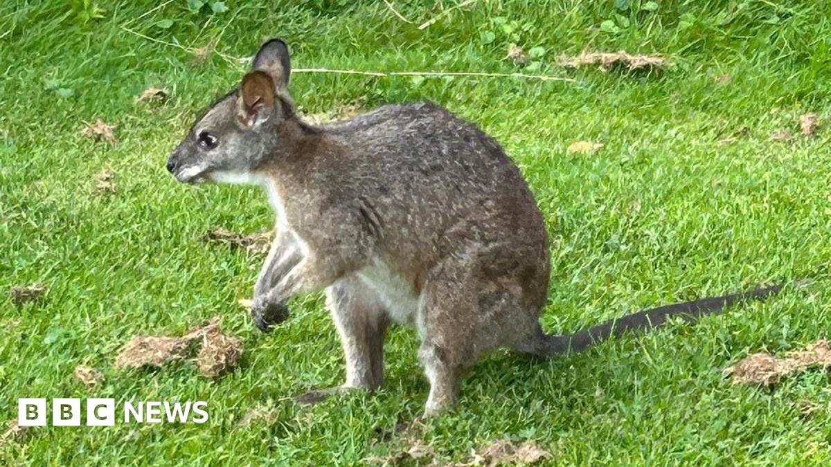 How likely is a Nottinghamshire wallaby encounter? - BBC News