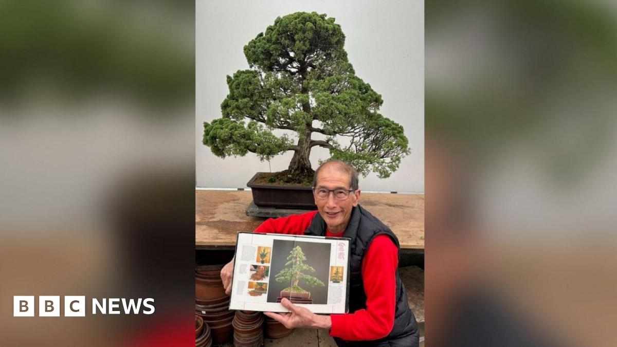 Bonsai trees stolen from Surrey nursery - BBC News