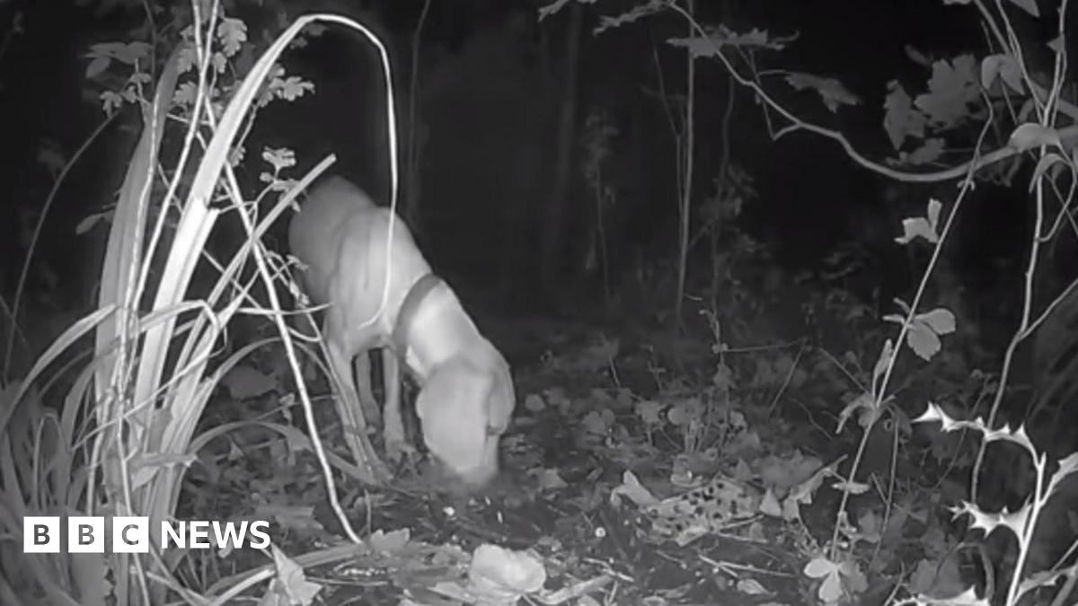 Stockport Fox and Hound: Dog makes friend in survival bid - BBC News
